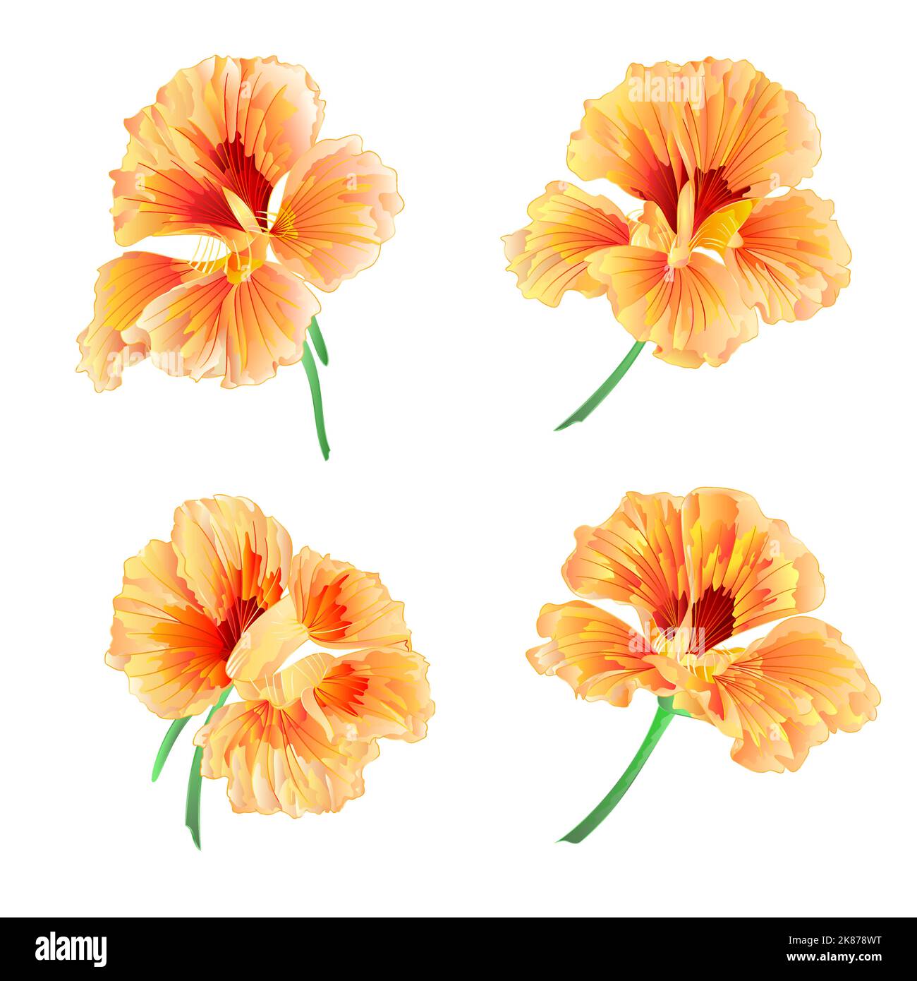 Spring flowers watercress vegetable healthy food on a white background ...