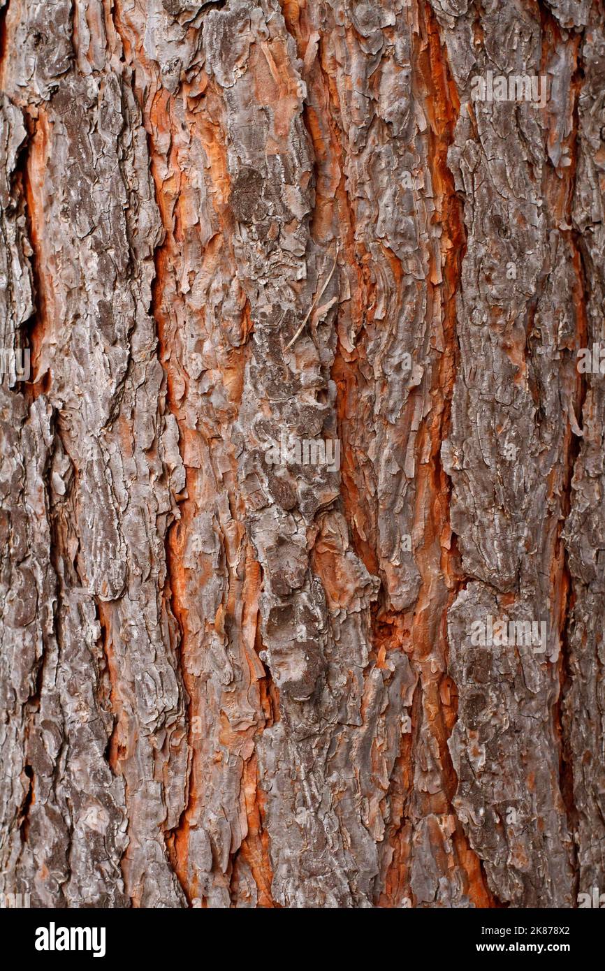 Fragmented bark hi-res stock photography and images - Alamy