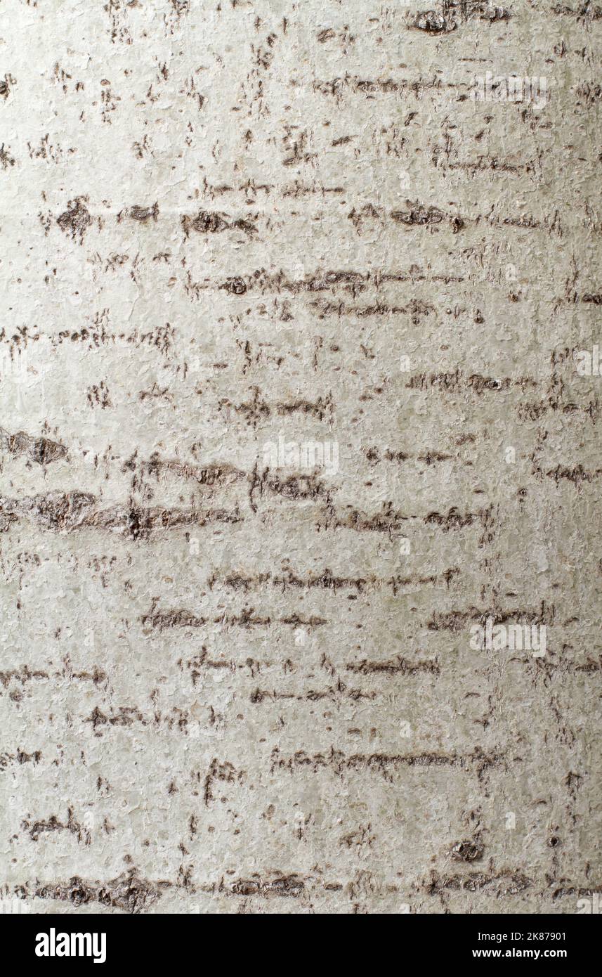 Fragmented bark hi-res stock photography and images - Alamy