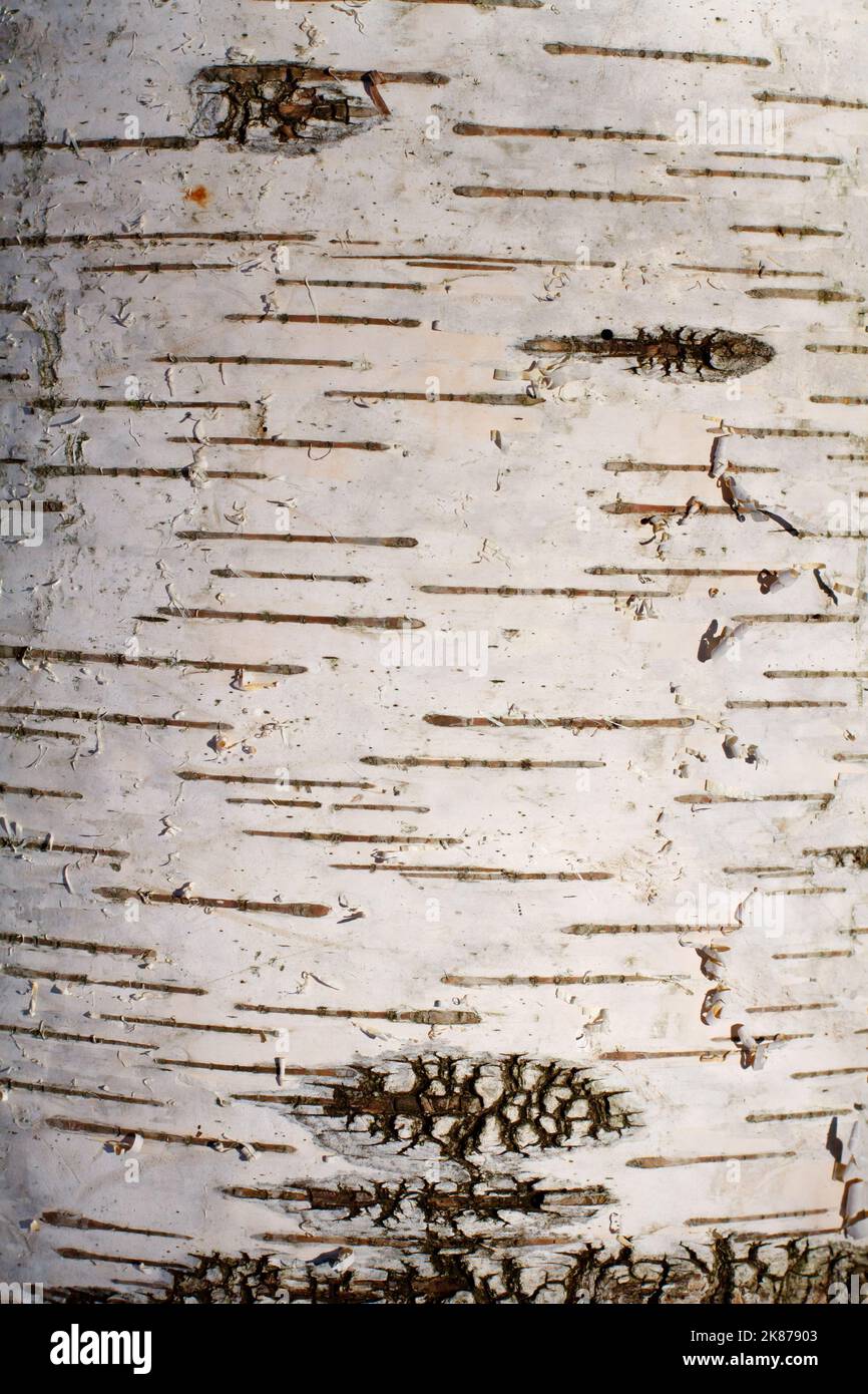 Fragmented bark hi-res stock photography and images - Alamy