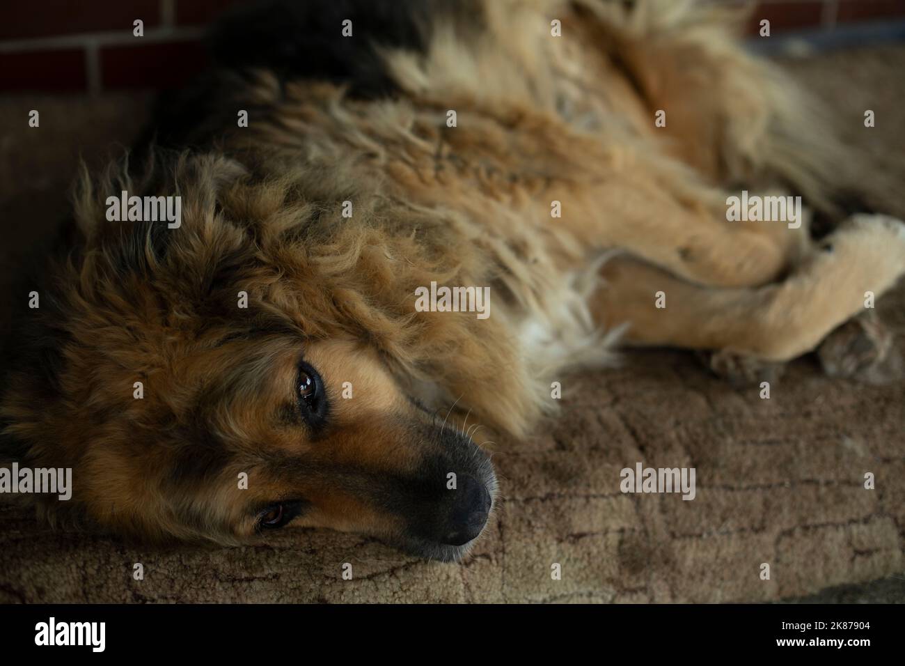 Dog without home. Pet rests. Animal lies on litter. Old dog Stock Photo ...