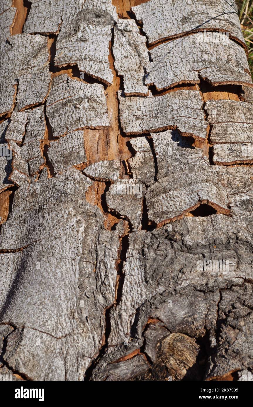 Fragmented bark hi-res stock photography and images - Alamy
