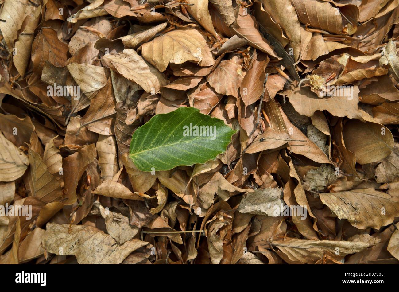 Green and dry leaves background Stock Photo - Alamy