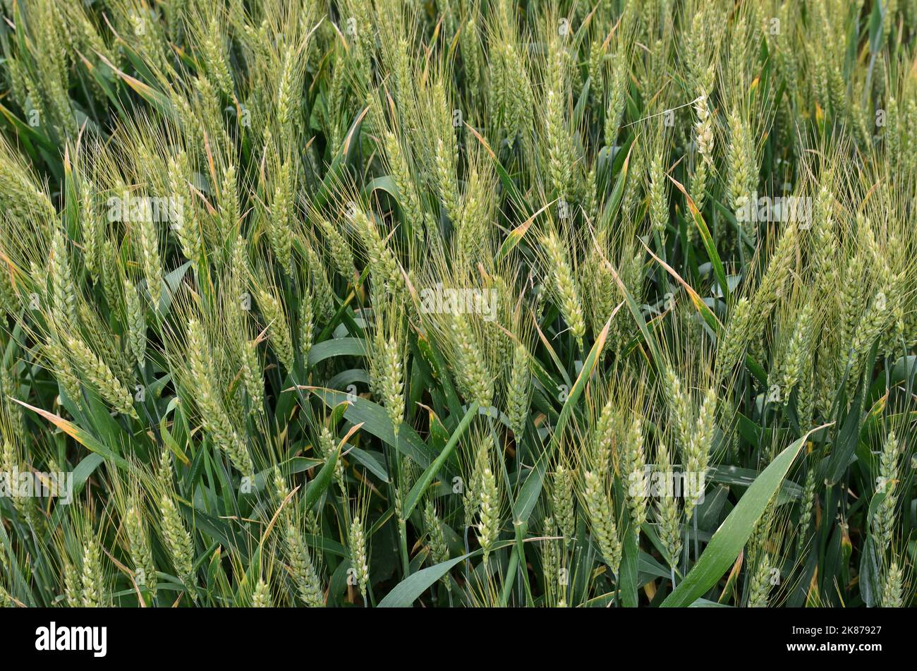 Wheat field background Stock Photo - Alamy