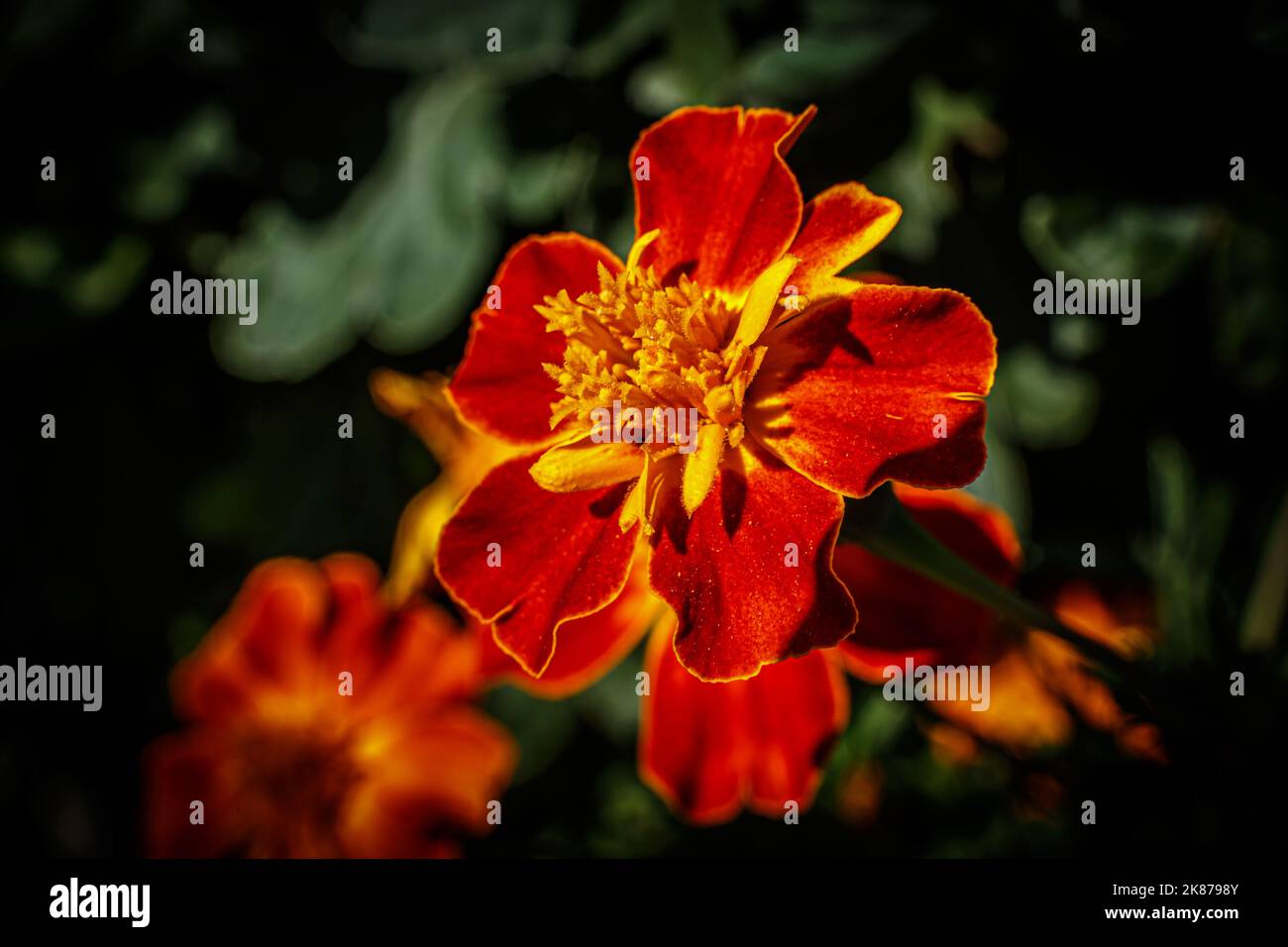 Beautiful red and yellow flower background Stock Photo - Alamy