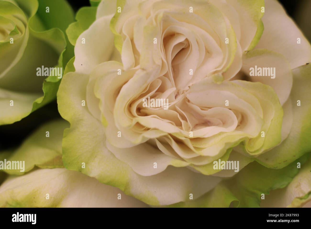 Beautiful fresh green and white roses ad flowers in full bloom Stock ...