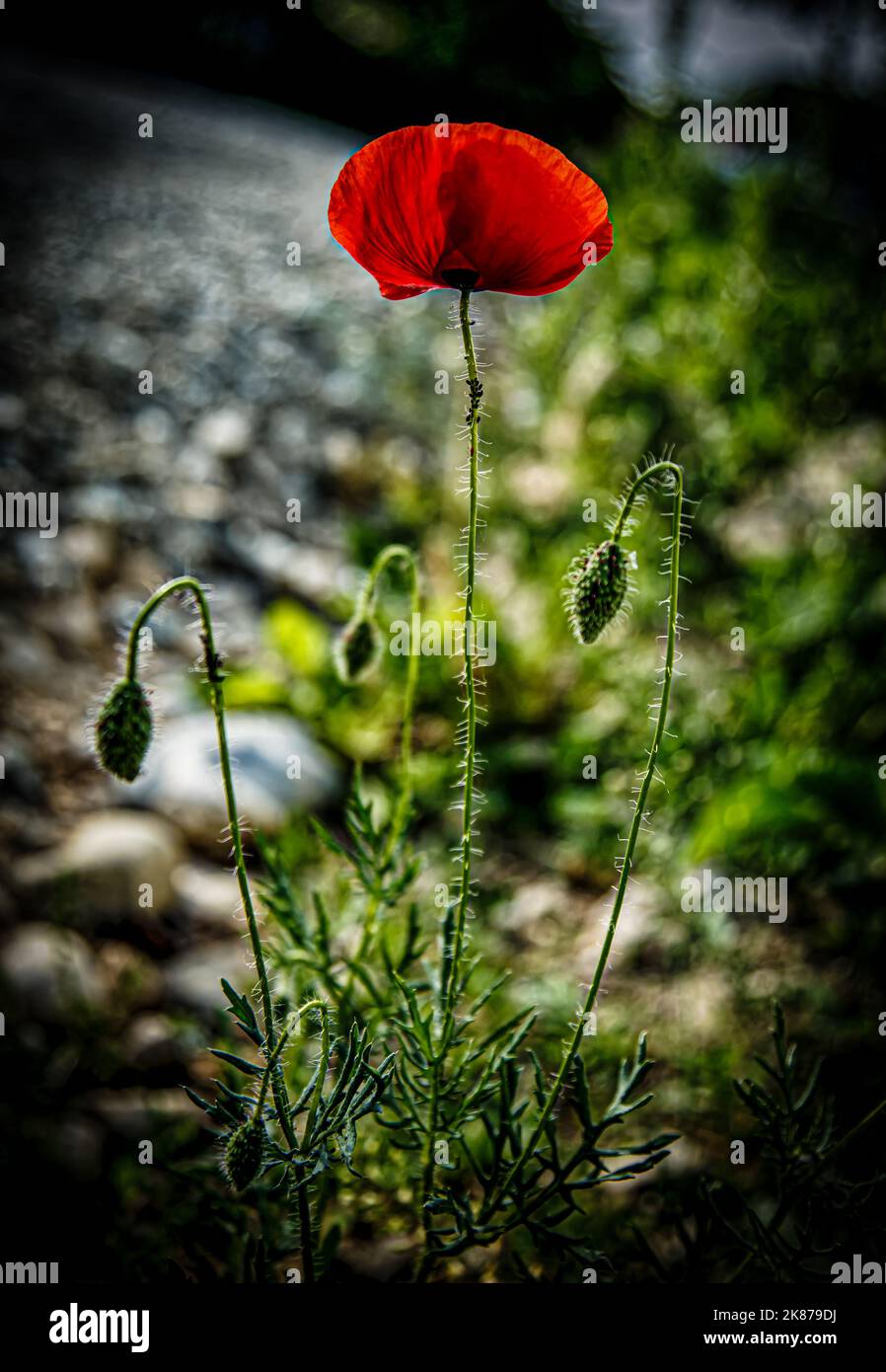 Red beautiful wild poppies hi-res stock photography and images - Alamy