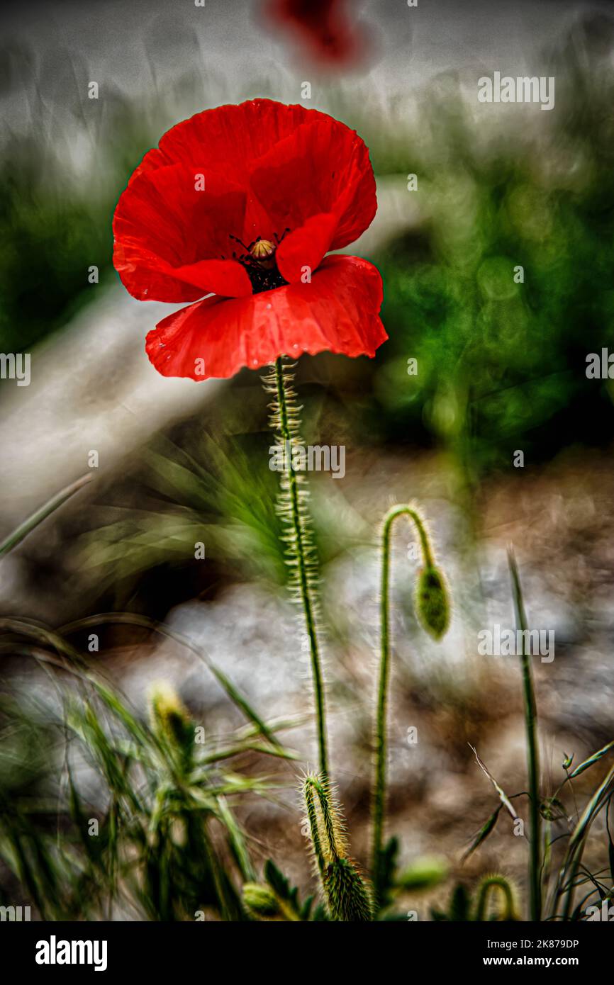 Red beautiful wild poppies hi-res stock photography and images - Alamy