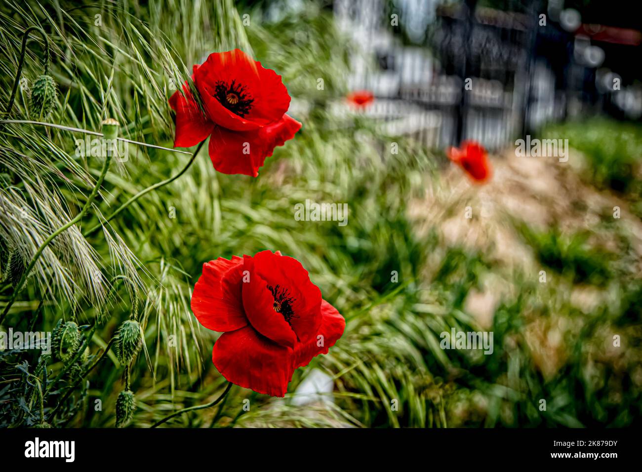 Red beautiful wild poppies hi-res stock photography and images - Alamy