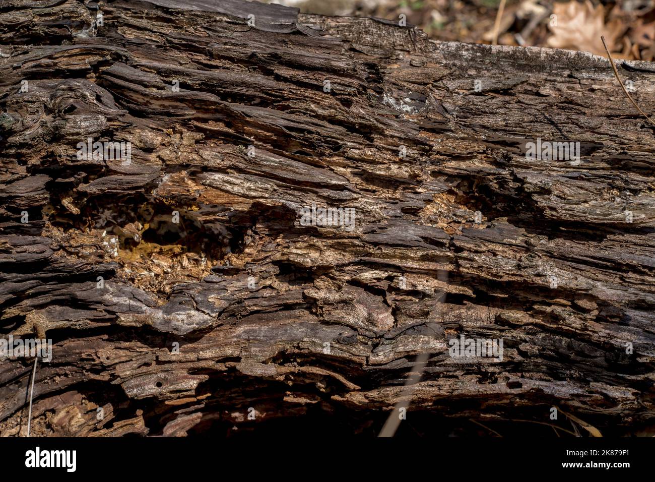 Rotten wood surface for texture or background Stock Photo - Alamy