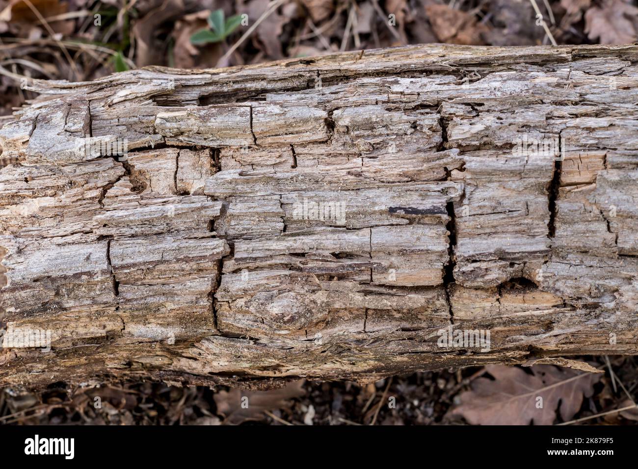 Rotten wood surface for texture or background Stock Photo - Alamy