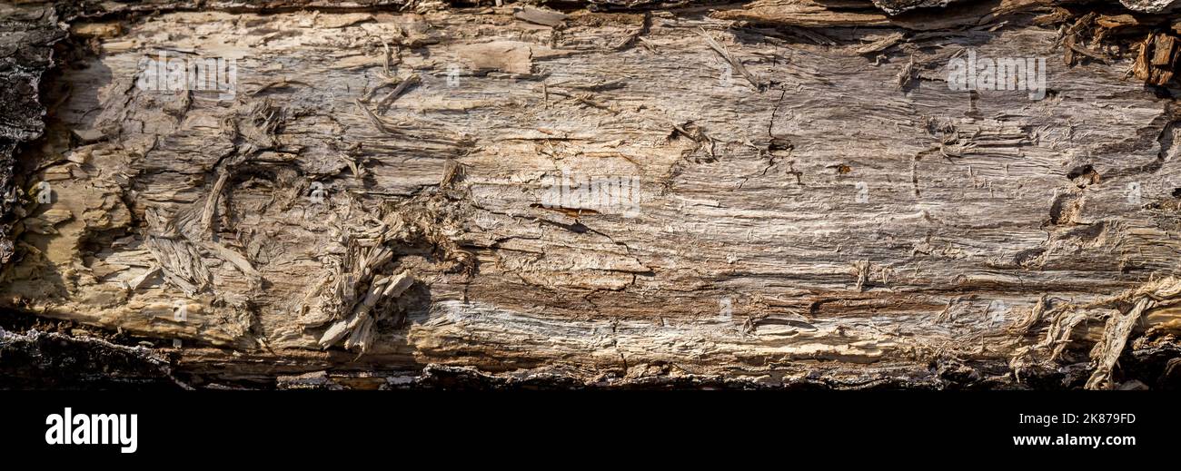 Rotten wood surface for texture or background Stock Photo - Alamy