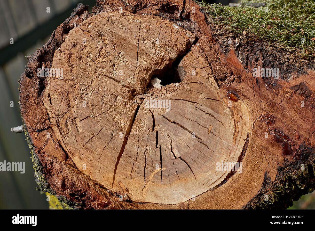 Sectioned tree trunks Stock Photo - Alamy