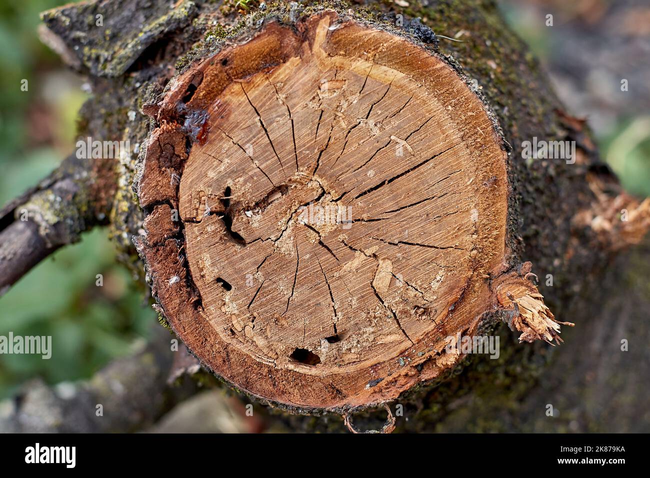 Sectioned tree trunks Stock Photo - Alamy
