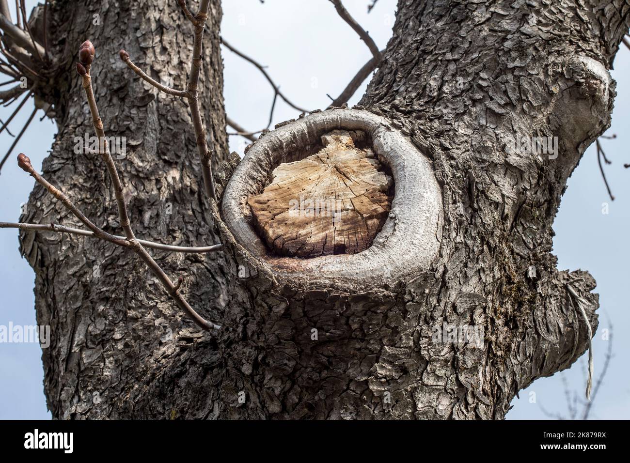 Tree details: bark, a branch cut off and buds Stock Photo - Alamy