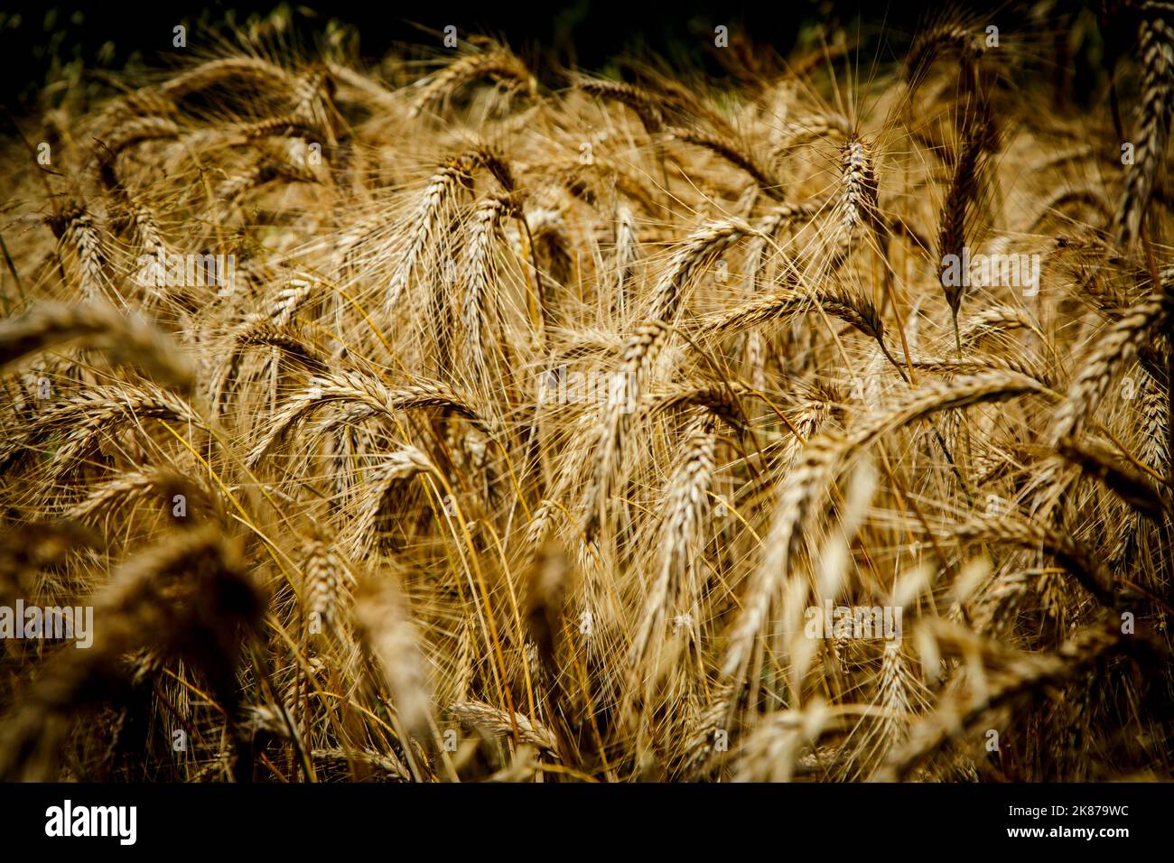 Golden field backdrop hi-res stock photography and images - Alamy