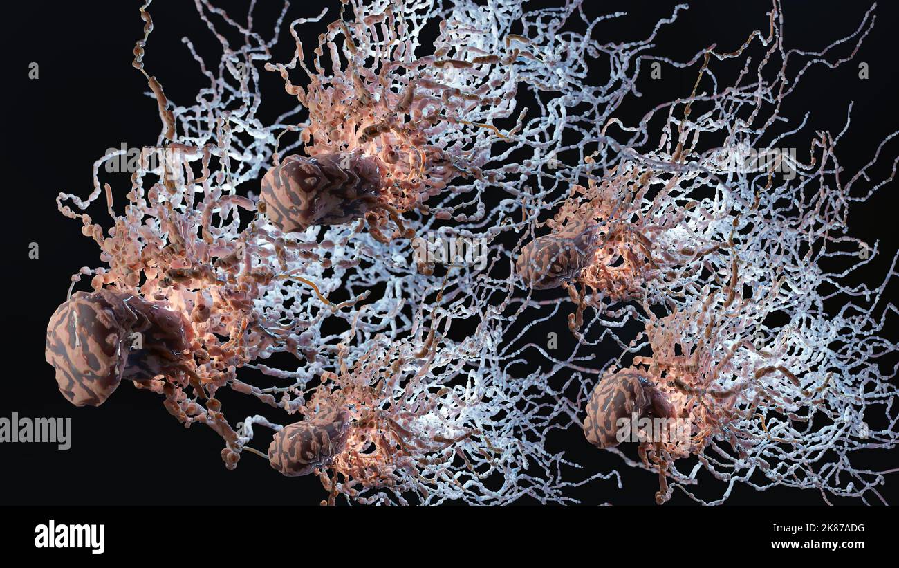 Peritrichous Bacteria with lot of flagellum, bacteria with long tails ...