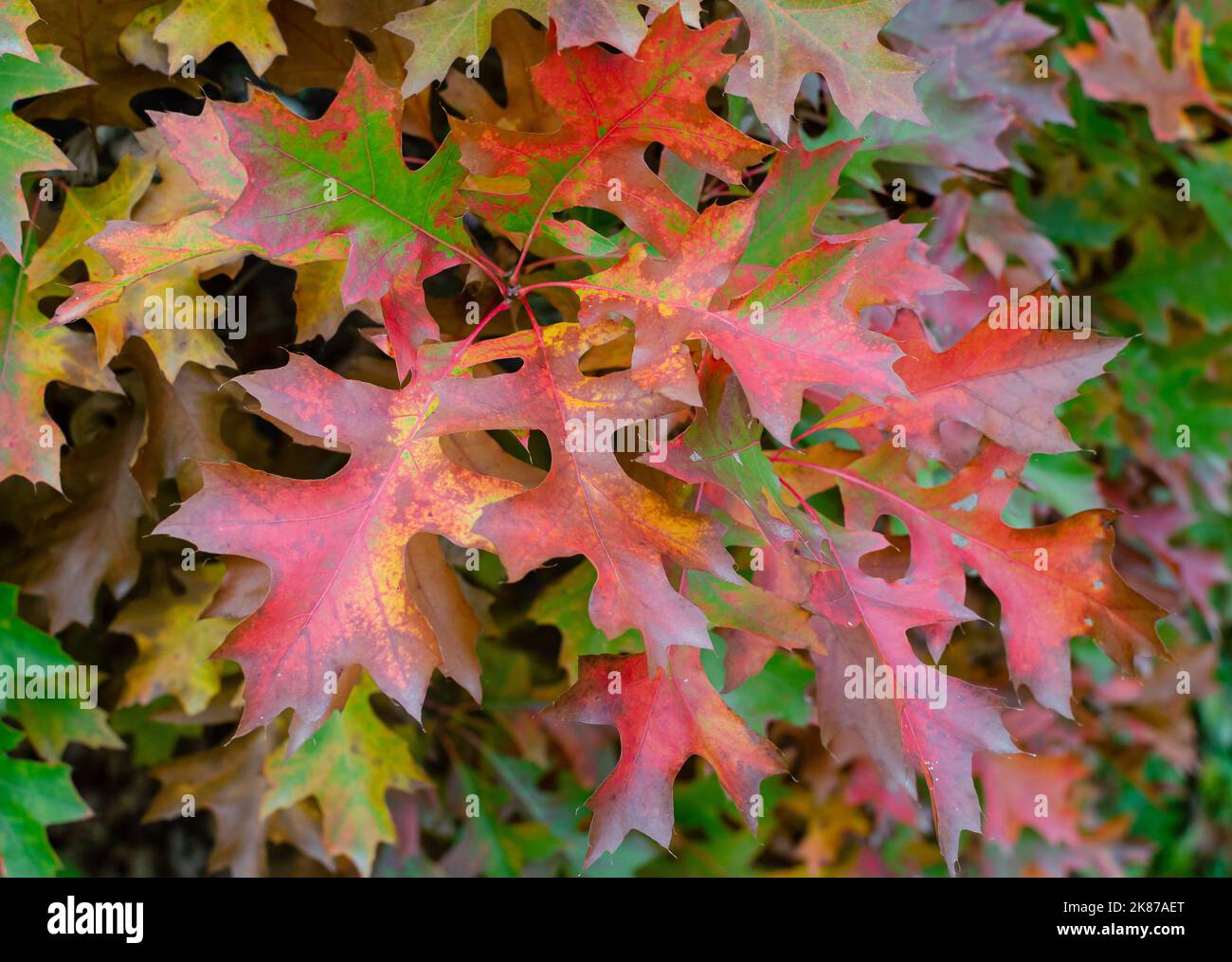 Quercus palustris "Isabel" with colorful leaves in autumn, botany in ...