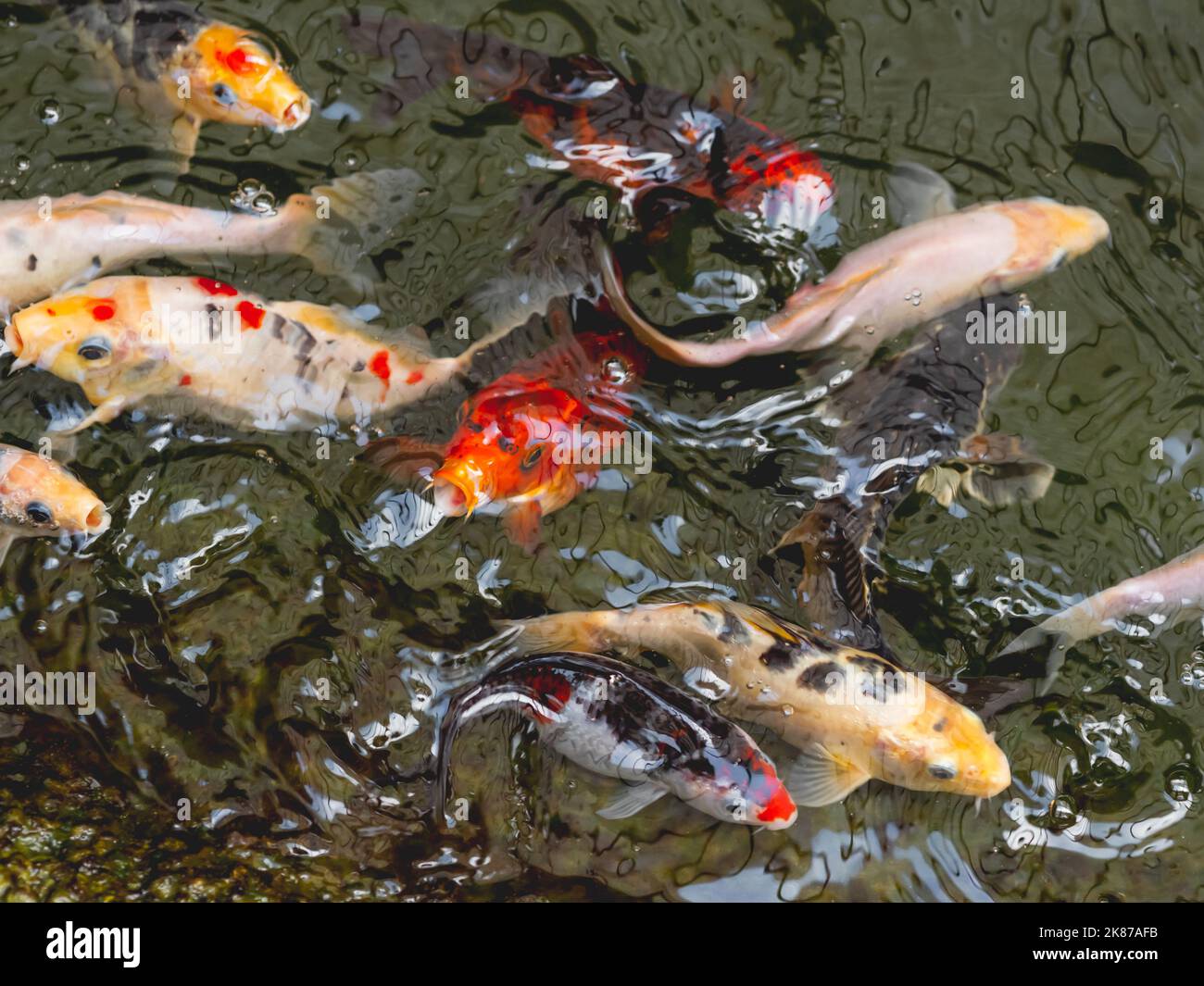 Amur carp hi-res stock photography and images - Alamy