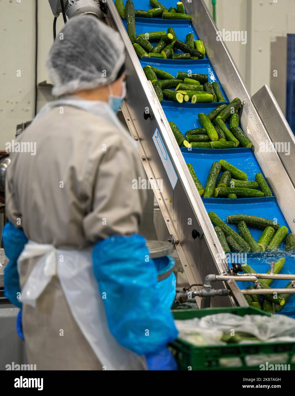 Cucumbers on food processing conveyor hi-res stock photography and ...