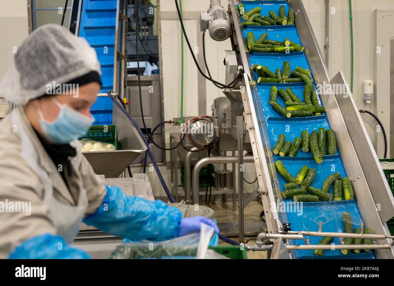 Cucumbers on food processing conveyor hi-res stock photography and ...