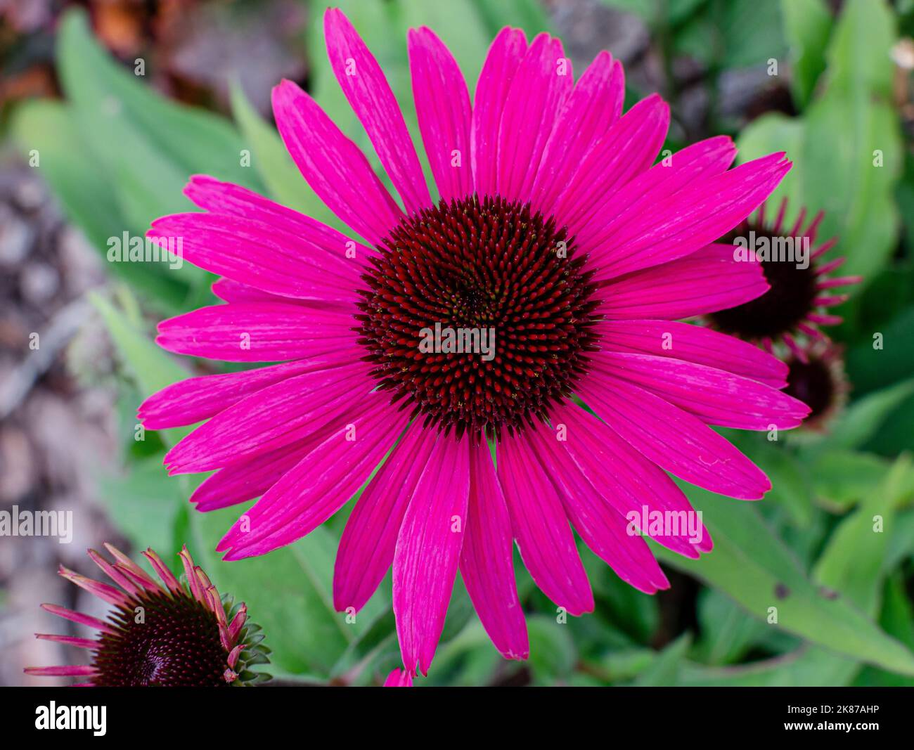 Pink echinacea flower with petals on a green blurred backdrop. Large ...