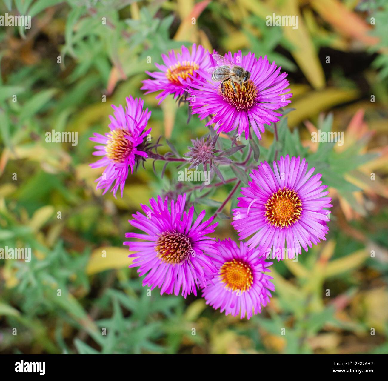 Aster novae-angliae "Cardinal Tarcisio Bertone" pink purple color in ...