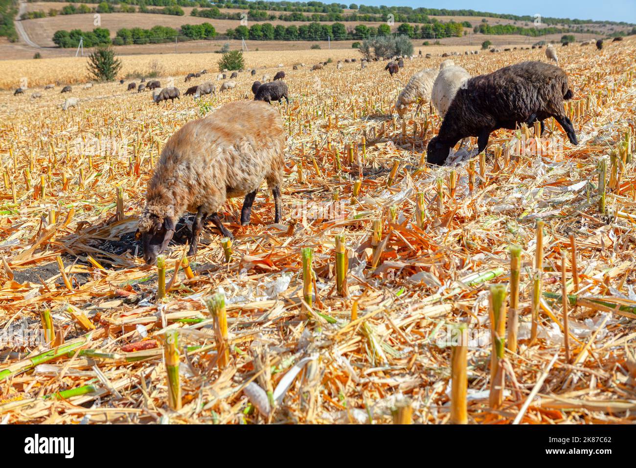 Herd of sheep grazing in autumn . Farm animals at pasture Stock Photo ...