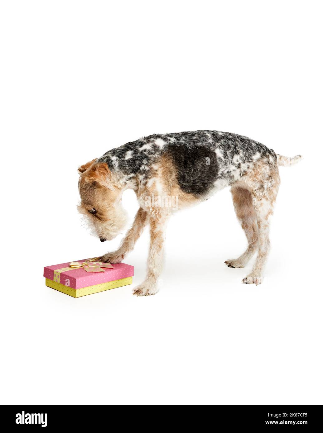 Studio shot of beautiful purebred Fox terrier dog posing with present ...