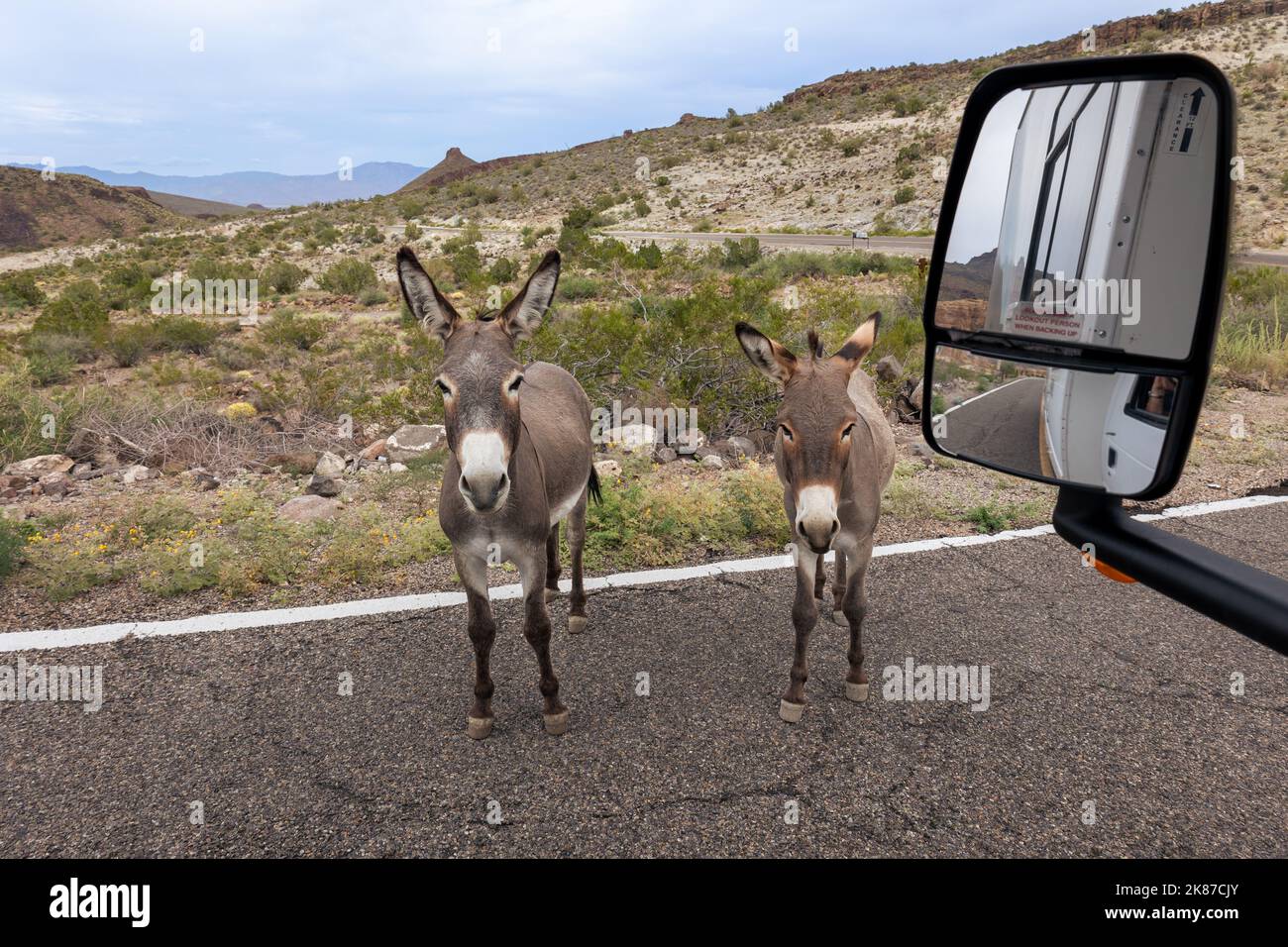 Oatman donkeys on route 66, wild donkeys formerly used in mining. Photo ...