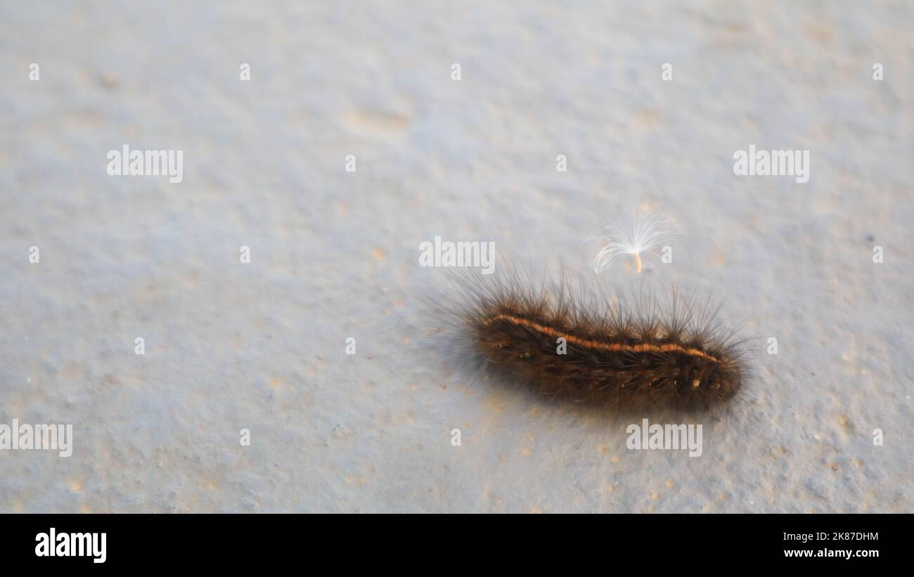 Watercolor caterpillar hi-res stock photography and images - Alamy