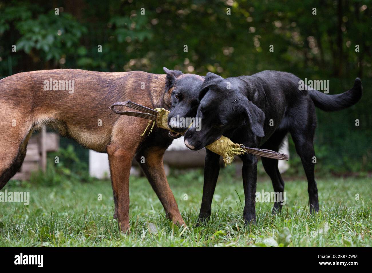 Two purebred dogs, black labrador retriever and belgian malinois ...