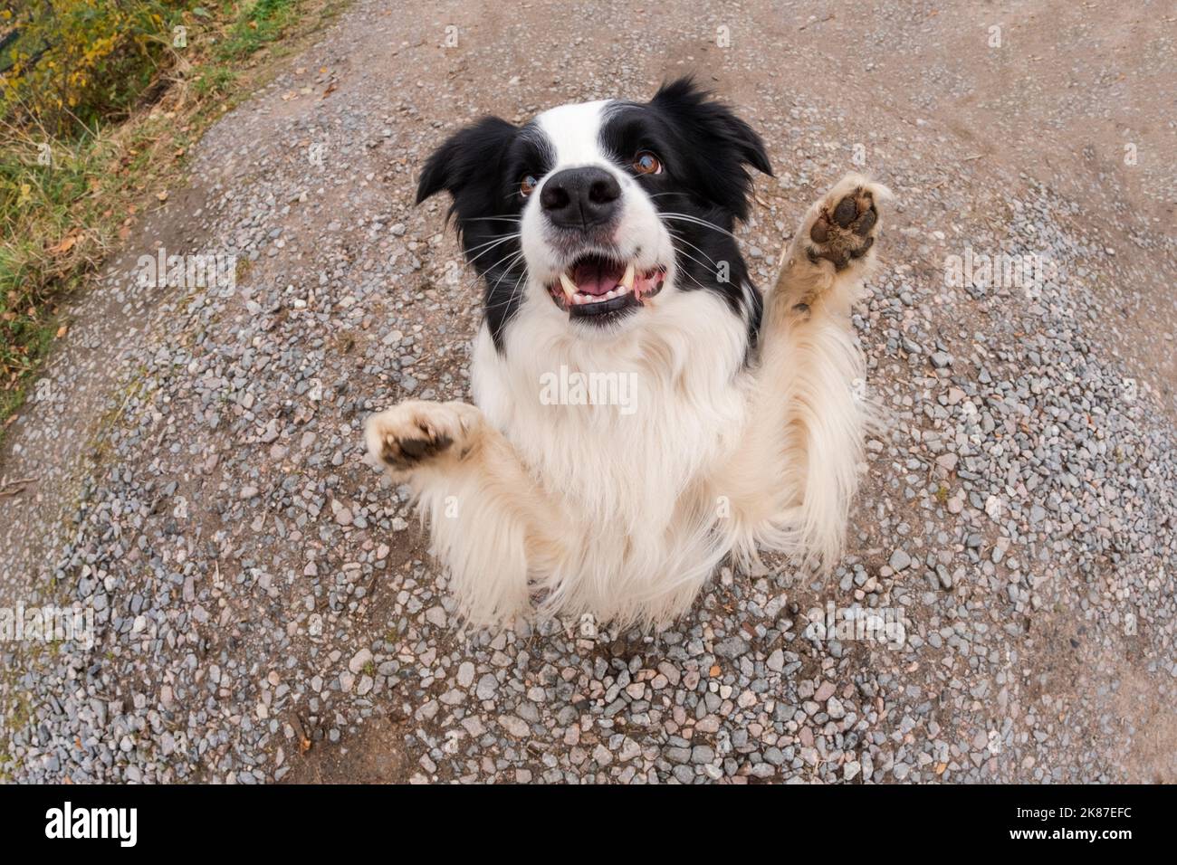 Funny Walking Animals