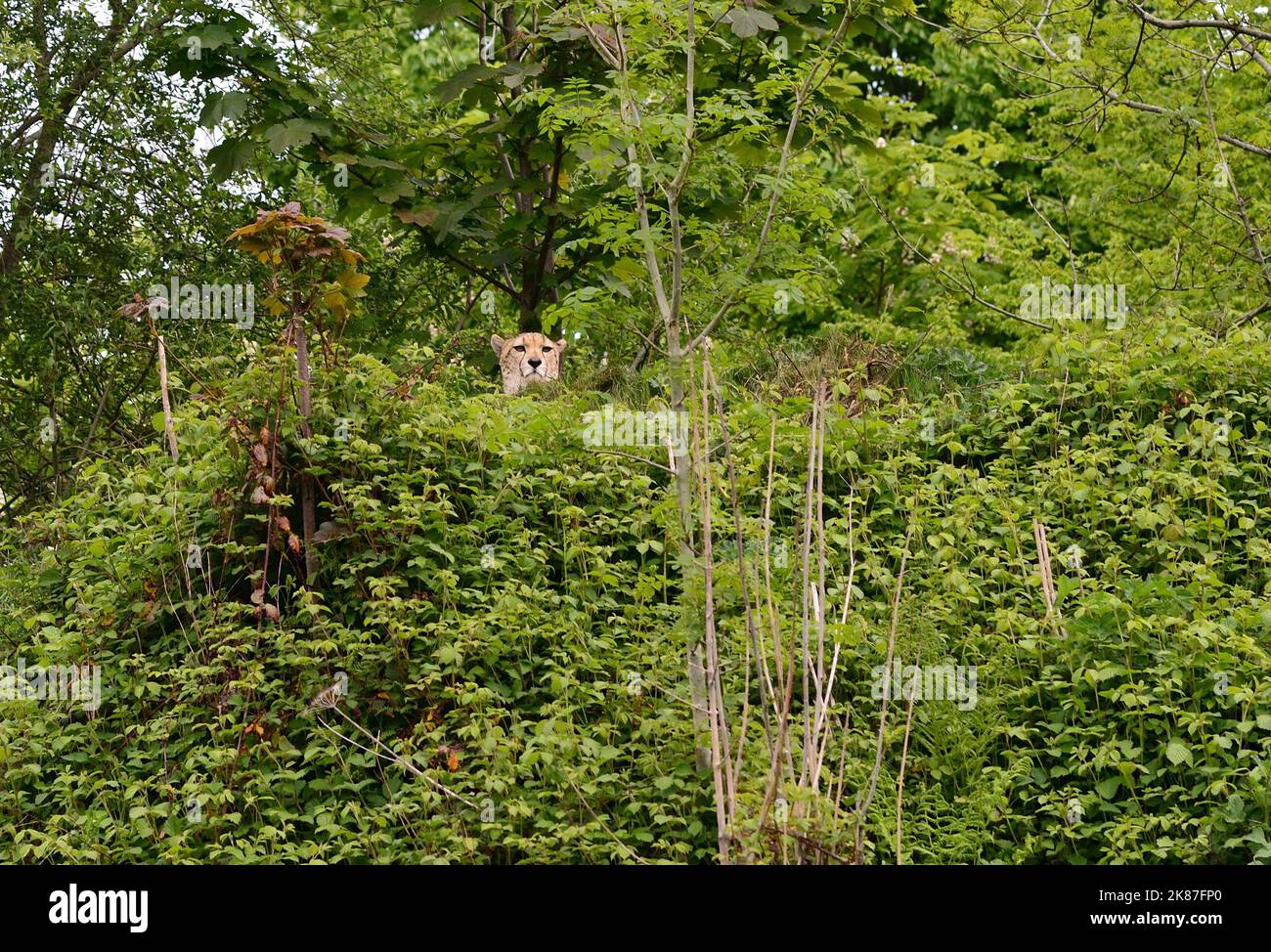 A Northeast cheetah at Dartmoor Zoo, Devon Stock Photo - Alamy