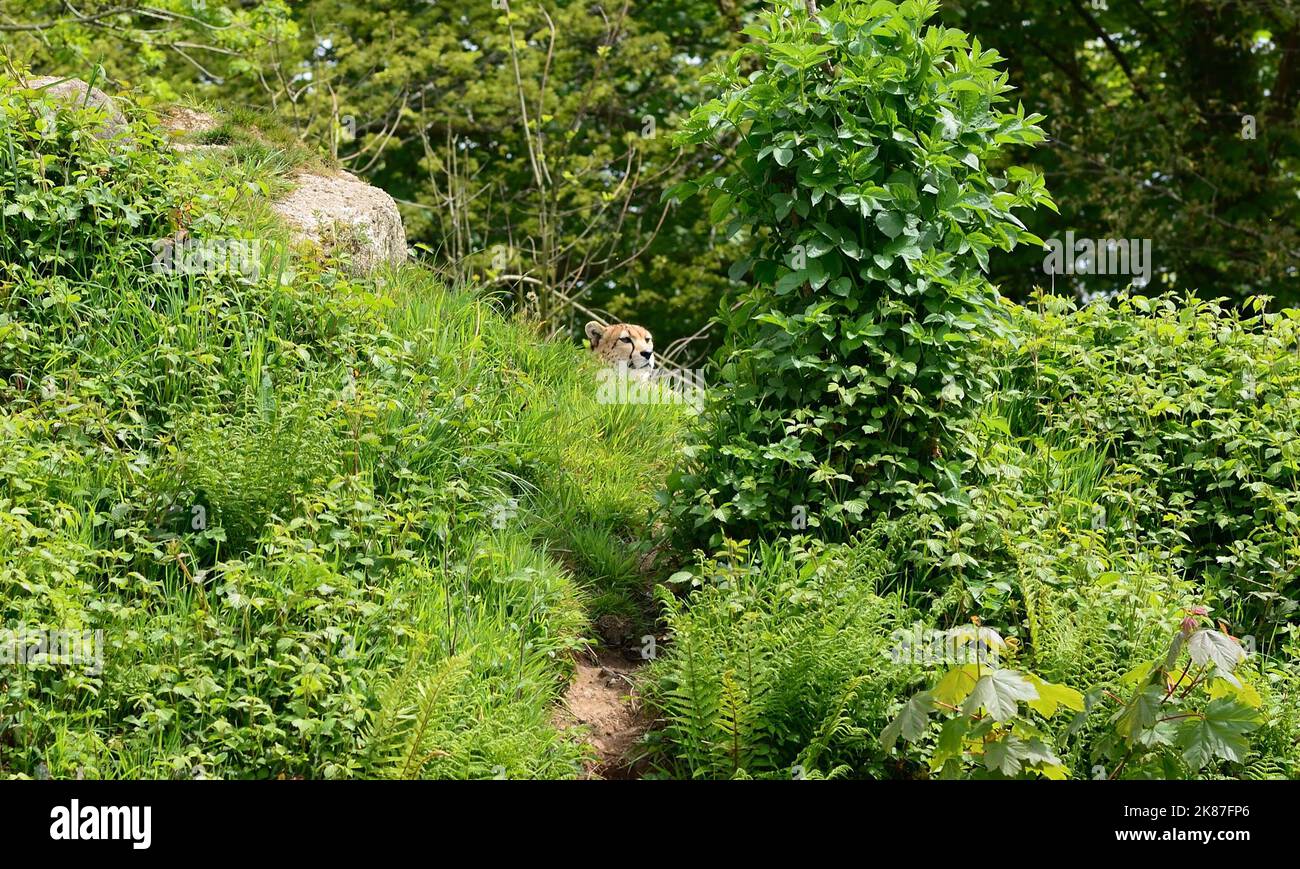 A Northeast cheetah at Dartmoor Zoo, Devon Stock Photo - Alamy