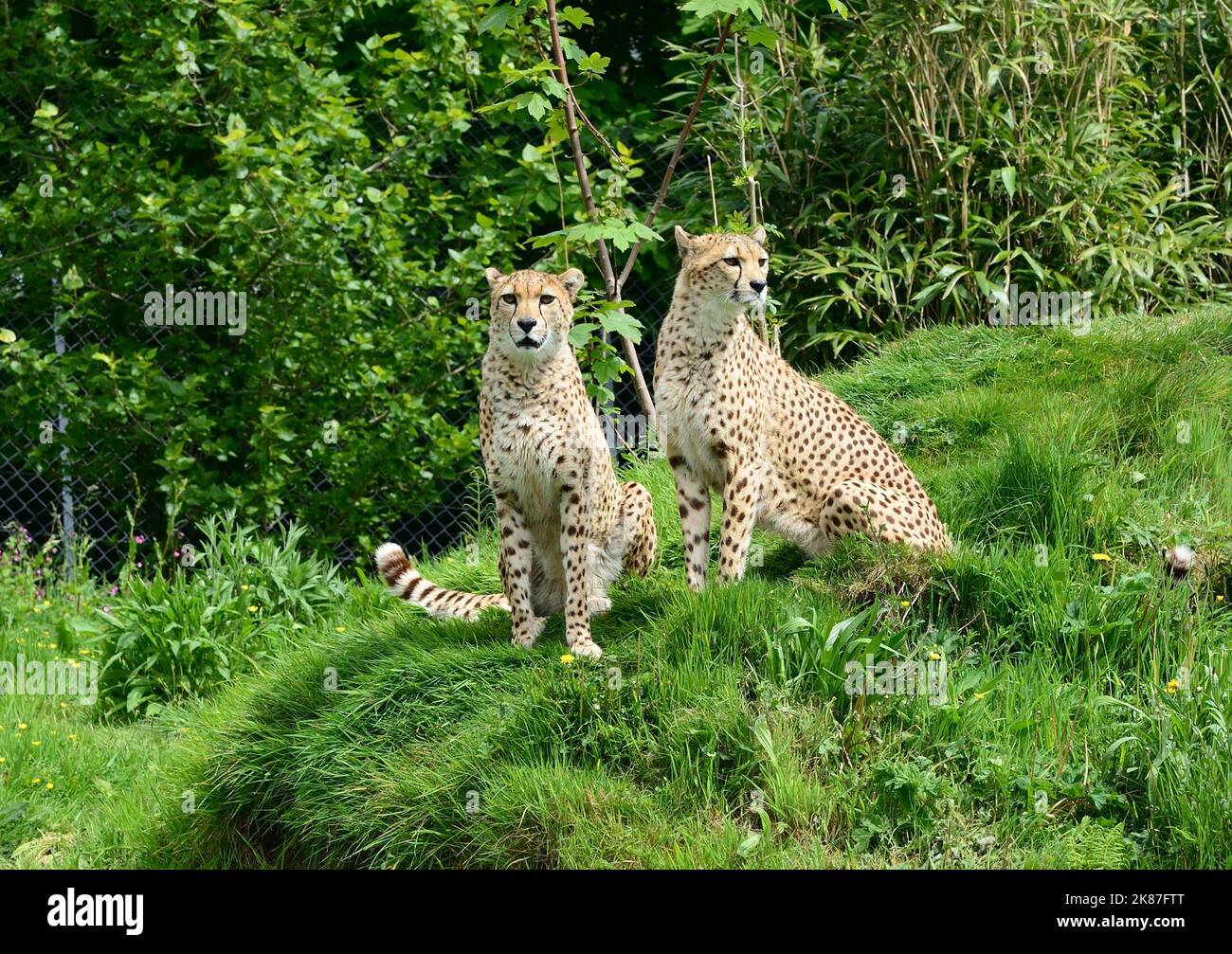 Northeast cheetahs at Dartmoor Zoo, Devon Stock Photo - Alamy