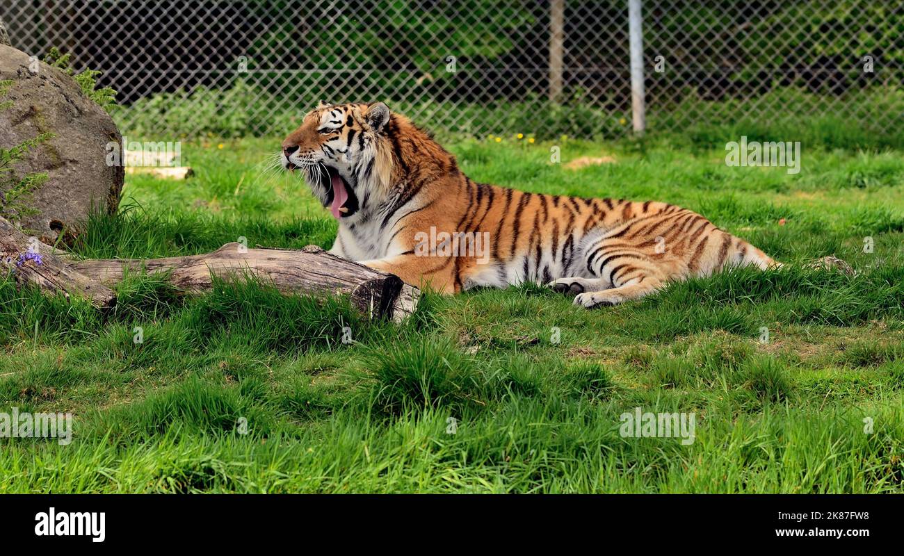 Dartmoor zoo england hi-res stock photography and images - Alamy