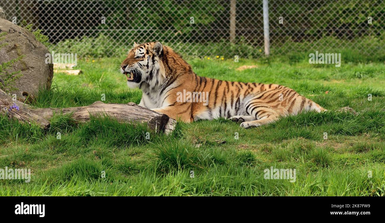 Amur tiger at Dartmoor Zoo, Devon Stock Photo - Alamy