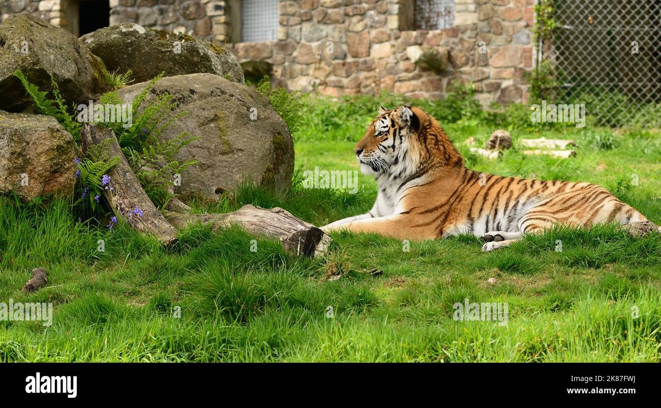 Amur tiger at Dartmoor Zoo, Devon Stock Photo - Alamy