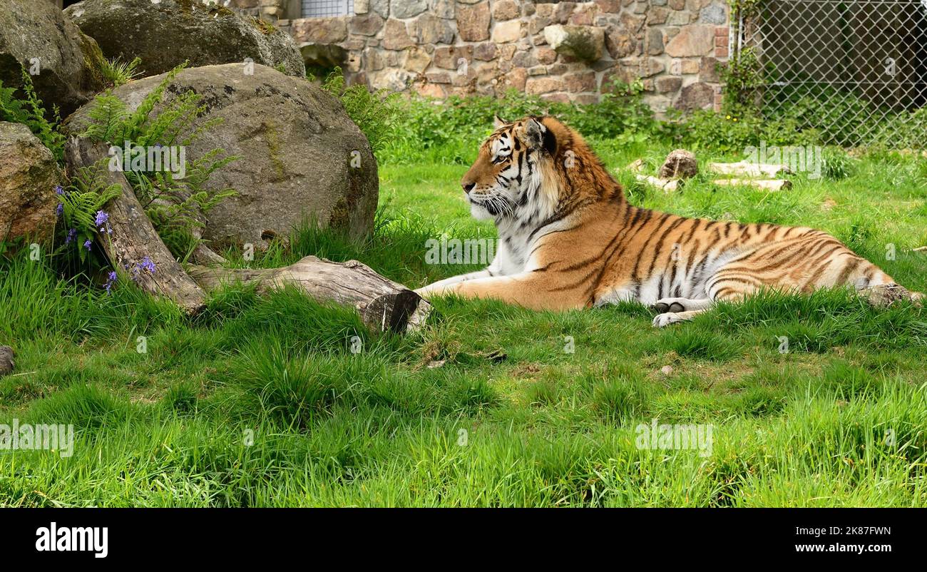 Amur tiger at Dartmoor Zoo, Devon Stock Photo - Alamy