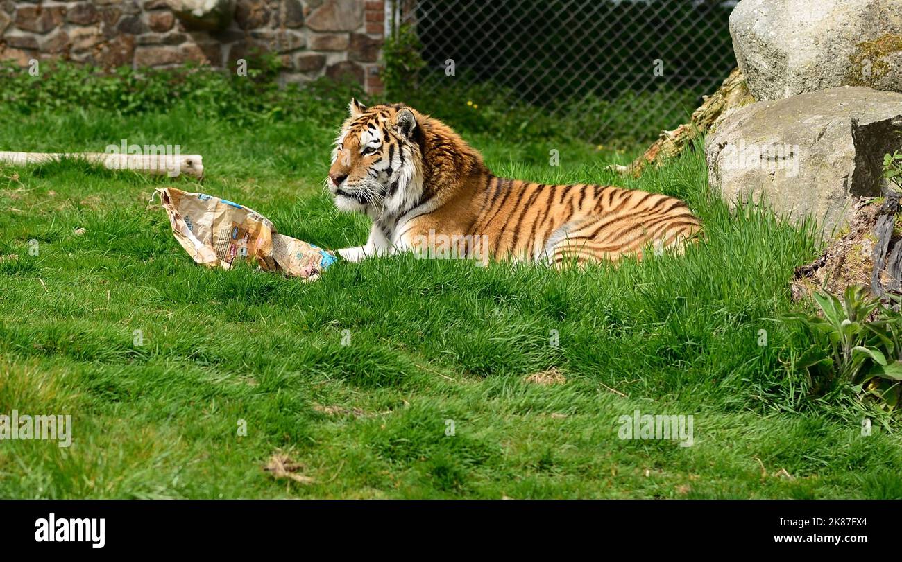 Tame tigers hi-res stock photography and images - Alamy