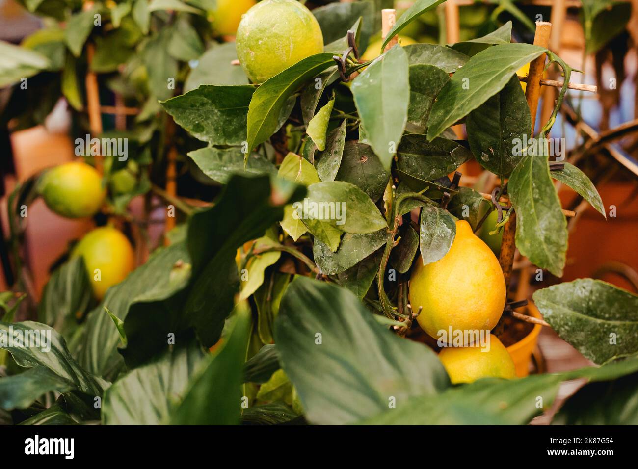 Close up on ripening yellow lemons on an ornamental potted citrus tree ...