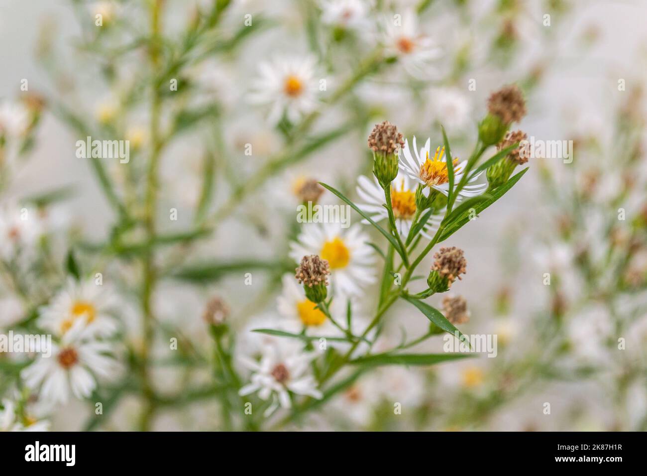 Symphyotrichum lanceolatum.Lanceolate aster blooms in a lush bush in a ...