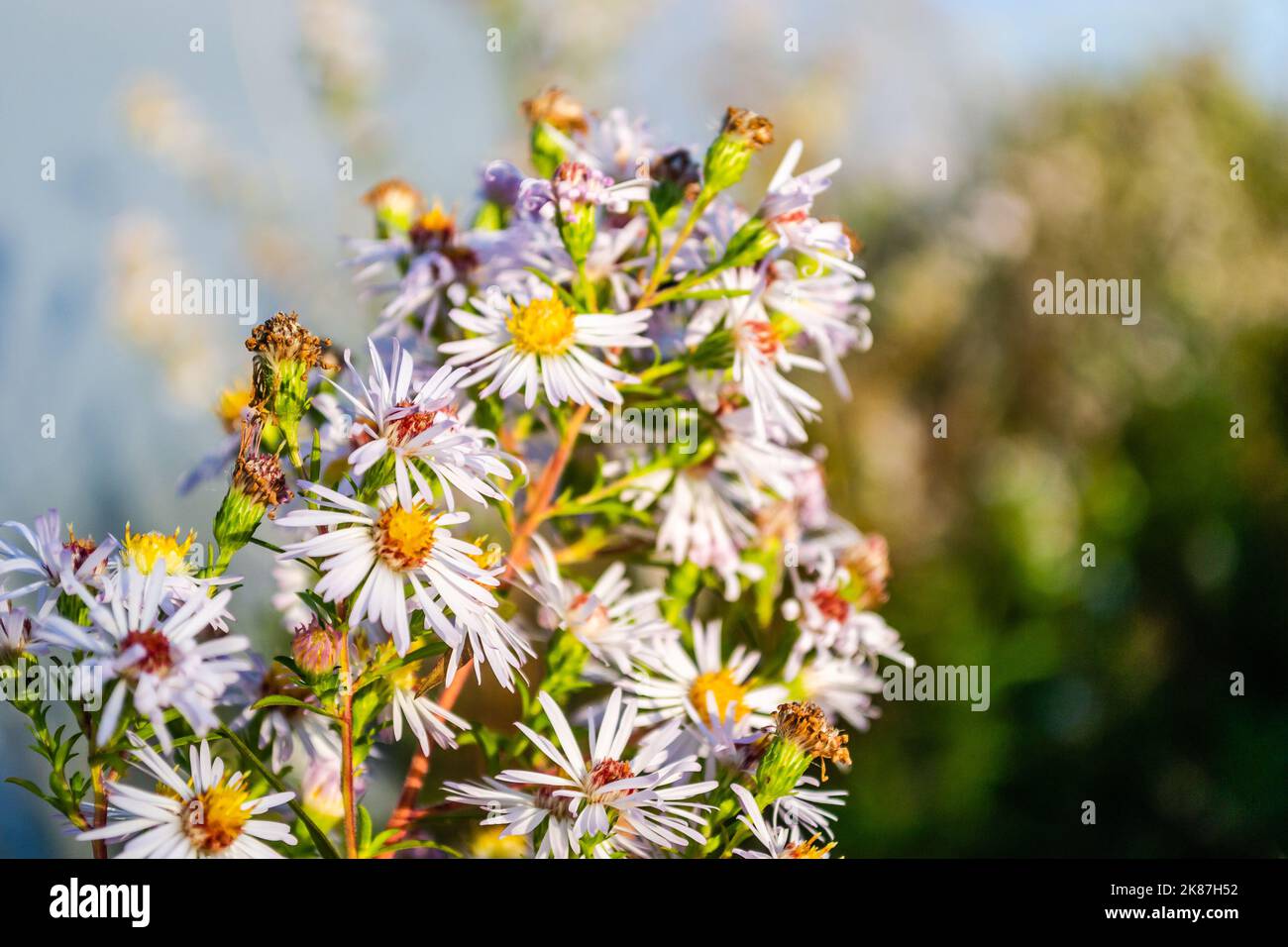 Symphyotrichum lanceolatum.Lanceolate aster blooms in a lush bush in a ...