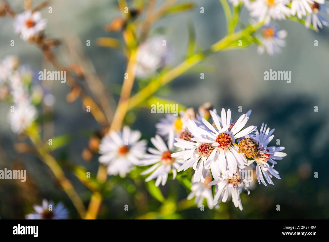 Symphyotrichum Lanceolatum Lanceolate Aster Blooms In A Lush Bush In A