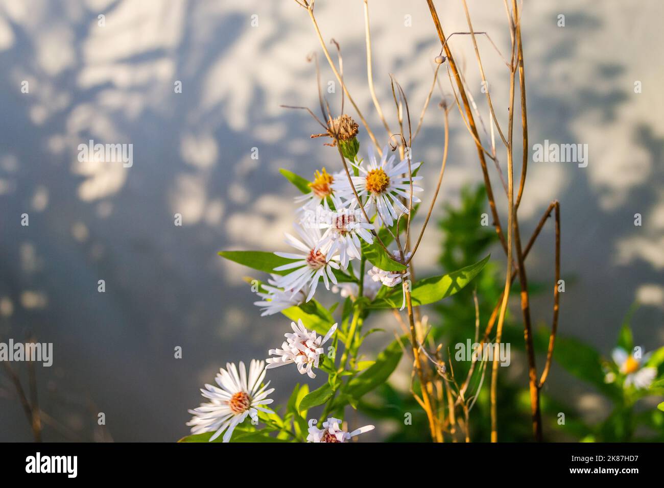 Symphyotrichum Lanceolatum Lanceolate Aster Blooms In A Lush Bush In A