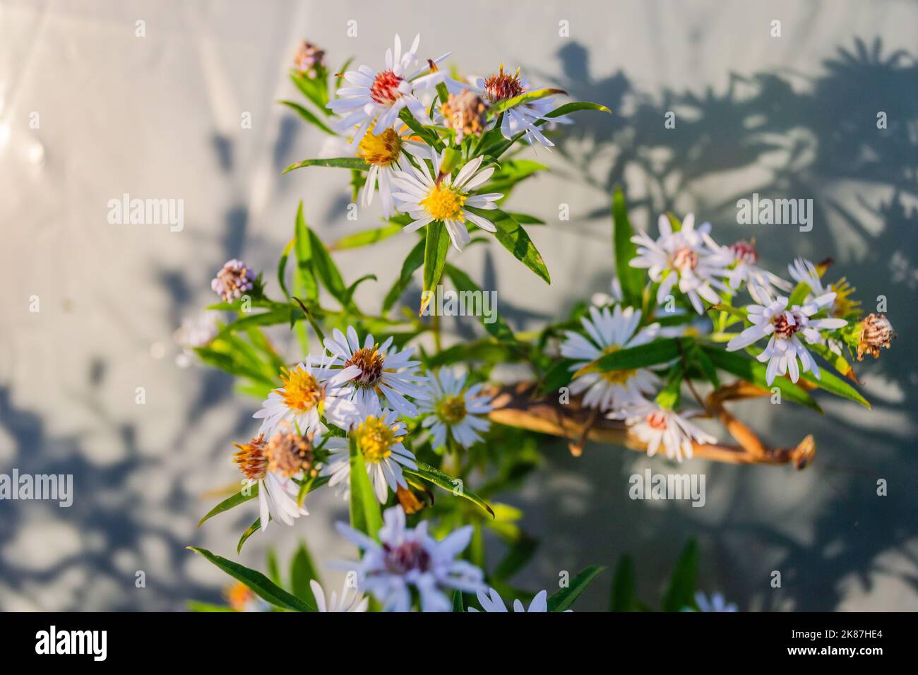 Symphyotrichum lanceolatum.Lanceolate aster blooms in a lush bush in a ...