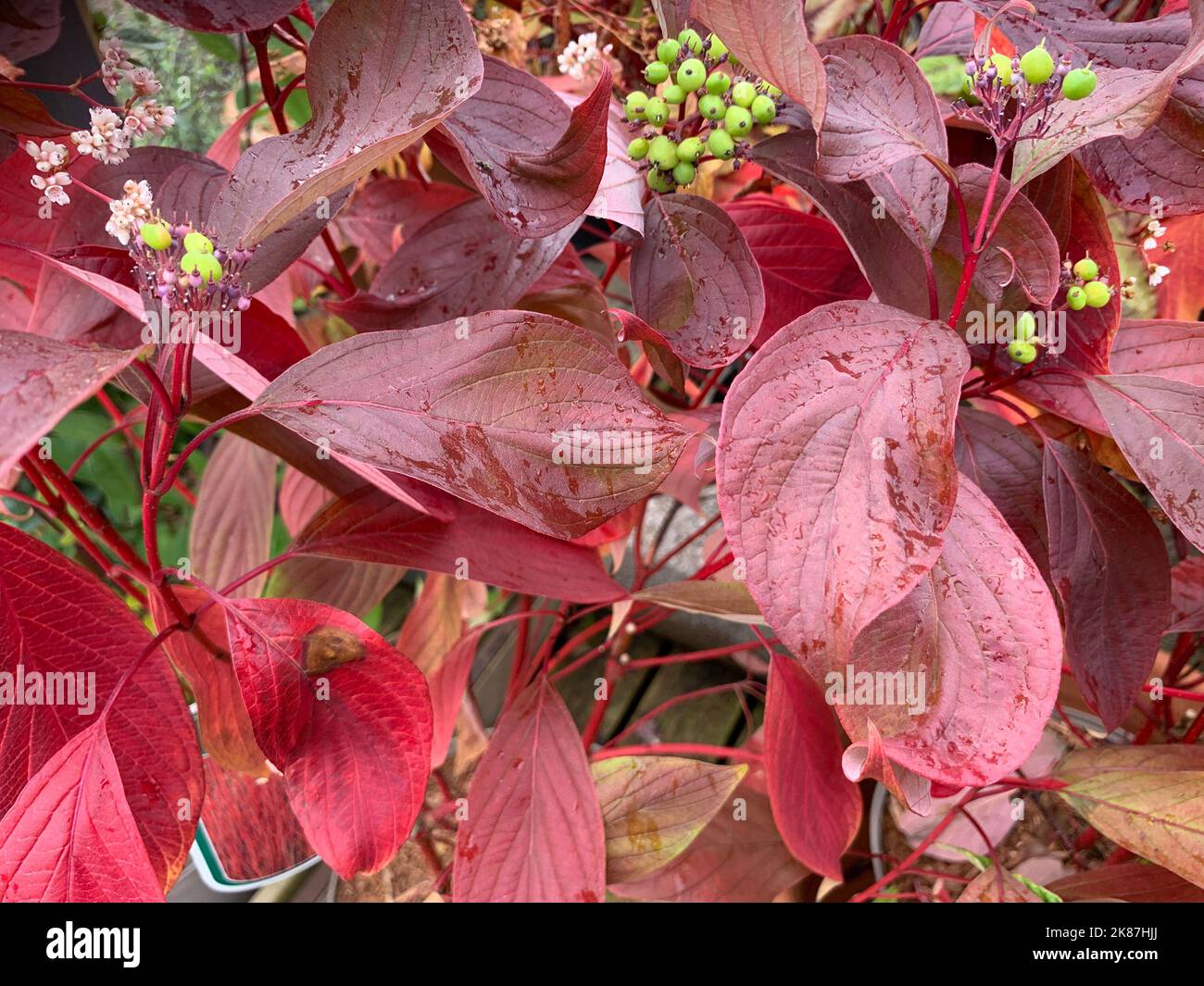 Close up of the plum coloured autumn leaves of the deciduous garden ...