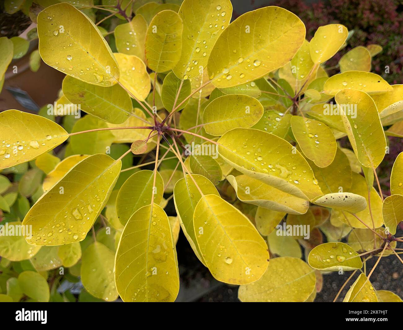 Cotinus coggygria golden lady hi-res stock photography and images - Alamy