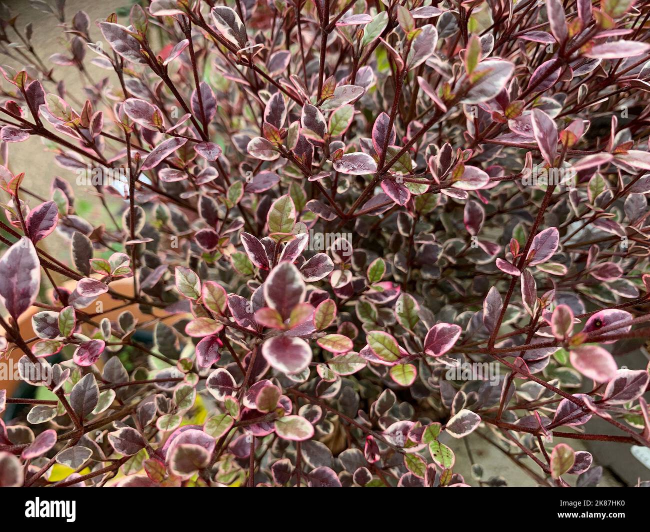 Close up of the evergreen variegated small leaves of the perennial ...